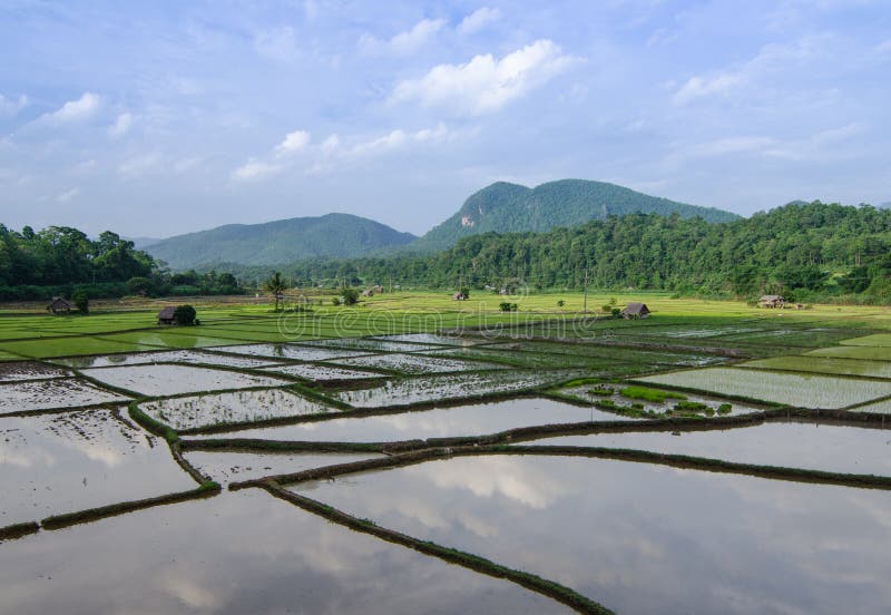 Rice field with mountain stock photo. Image of harvest - 47185022