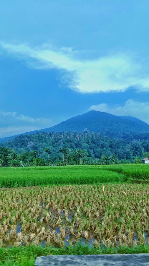 Rice Field Mountain View Beautiful Stock Photo - Image of rice, view ...