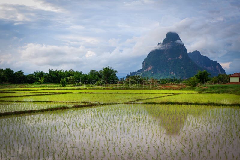 Rice Field and Mountains Background Stock Photo - Image of laos ...