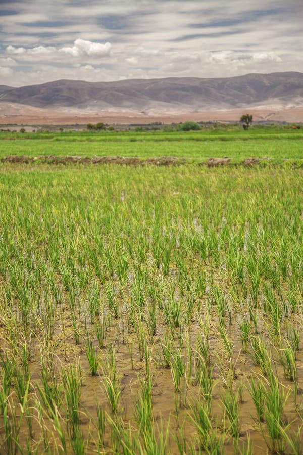 Rice Field with Mountains and Clouds in the Background Stock Image ...