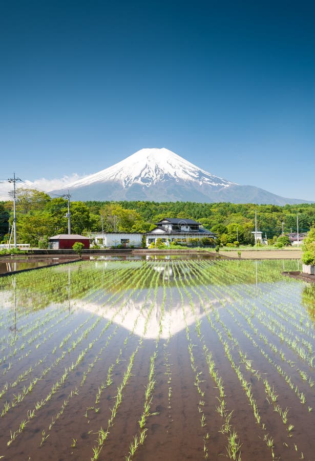 Rice Field with Mt Fuji stock photo. Image of color, growth - 28045910