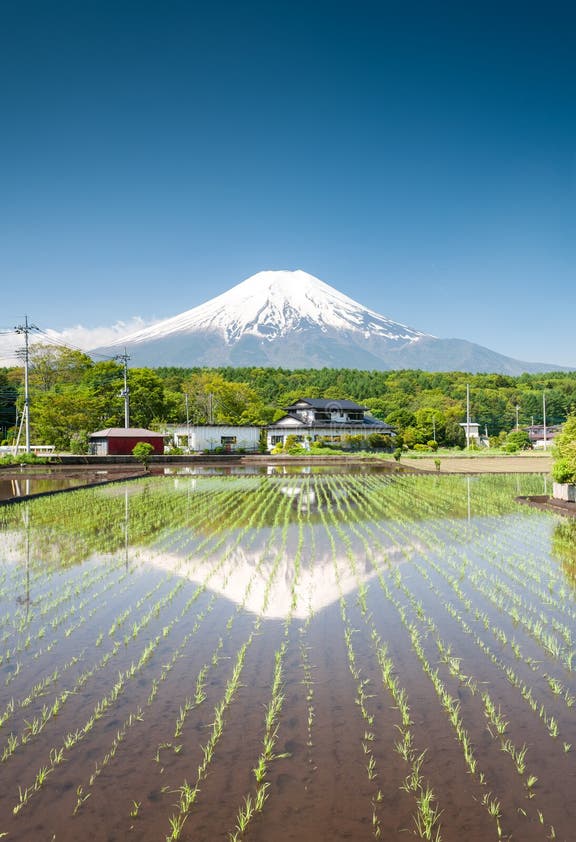 Rice Field with Mt Fuji stock photo. Image of color, growth - 28045910