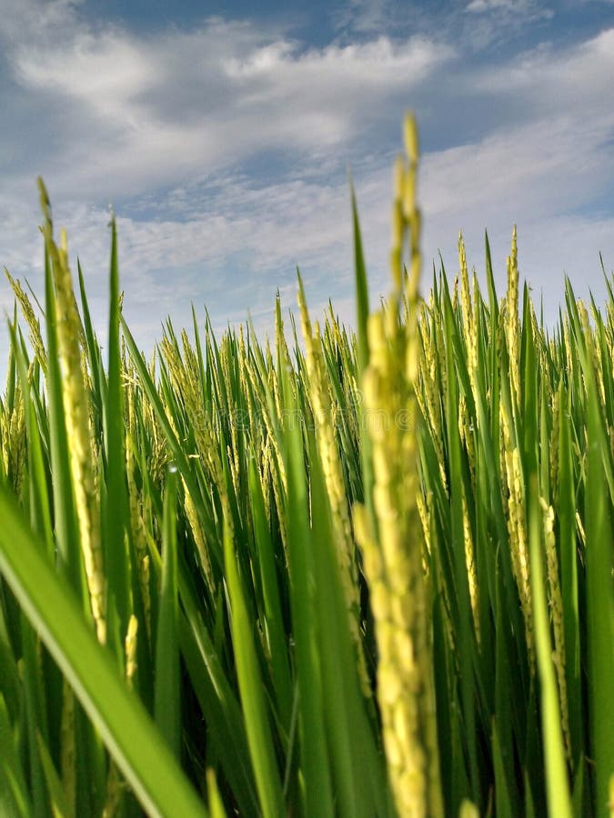 Rice field natural produc stock image. Image of natural - 272744275