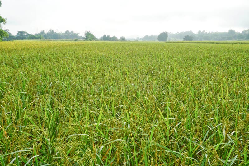 Rice Field is Nature and Soft Focus Stock Image - Image of harvest ...