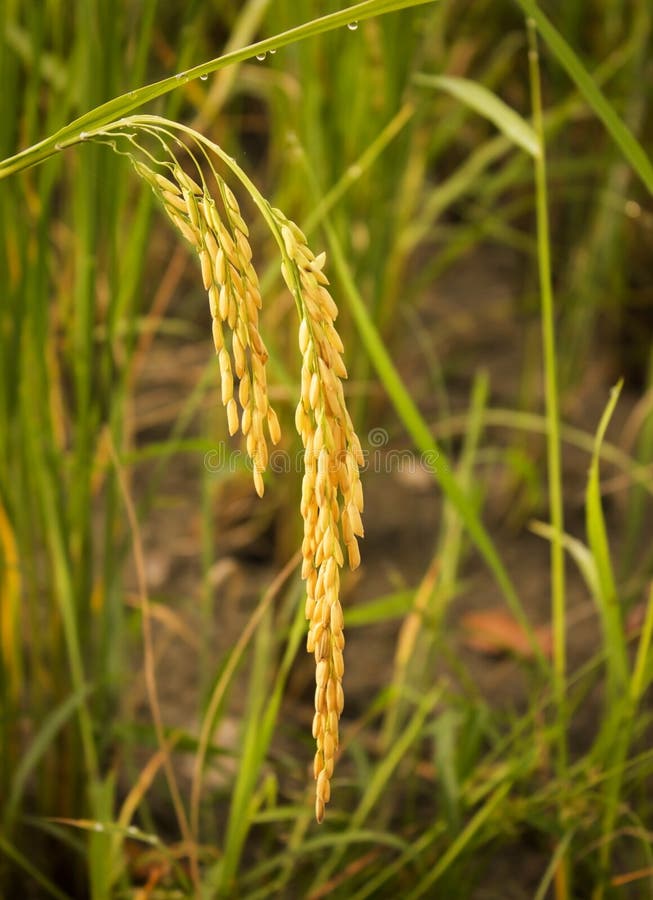 Rice field stock image. Image of landscape, countryside - 56896825