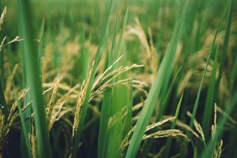 Rice in the Field Near the Harvest Season Stock Photo - Image of diet ...