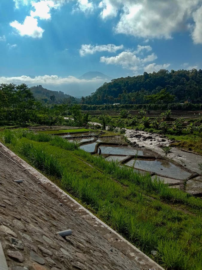 Rice Field Near River with Clear Sky and Mountain Stock Photo - Image ...