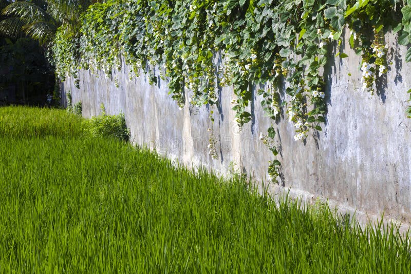 Rice Field stock image. Image of land, growing, meadow - 32441193