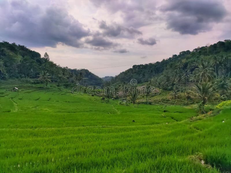 Rice field near stream stock image. Image of stream - 203216433