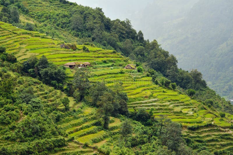 Rice field in Nepal stock image. Image of asia, mountain - 36517763