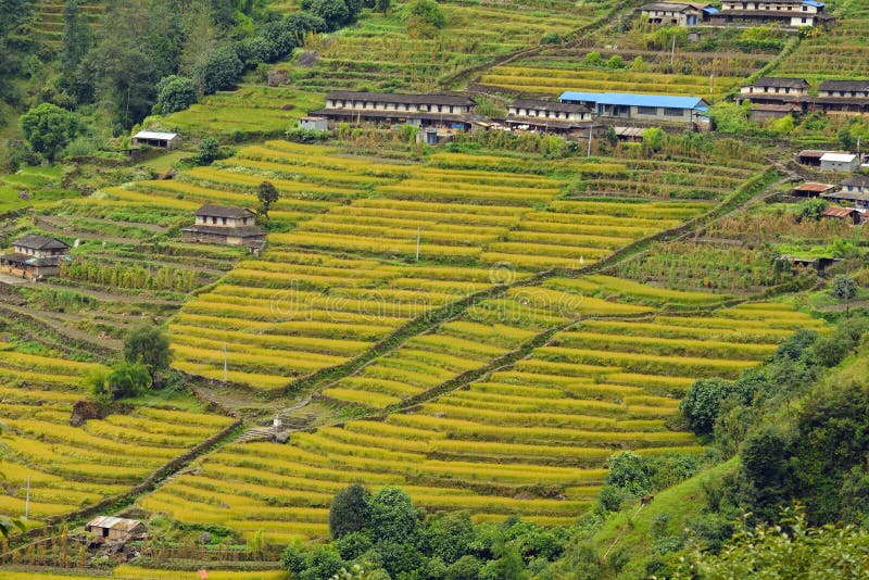 Terraced Rice Fields. Himalayas, Nepal Stock Photo - Image of ...
