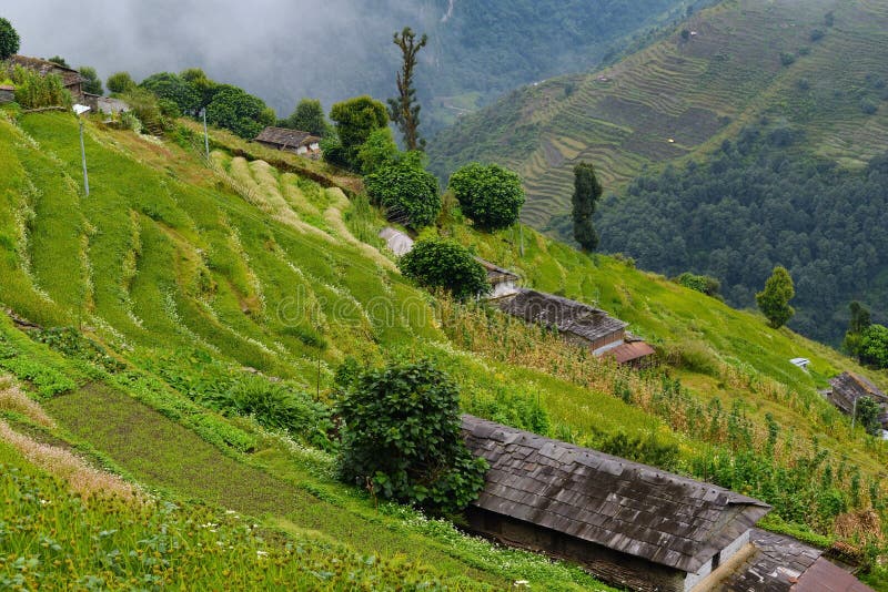 Rice field in Nepal stock photo. Image of irrigation - 36518018