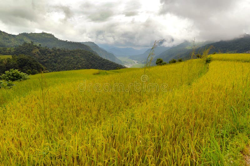 Rice field in Nepal stock image. Image of asia, mountain - 36517763