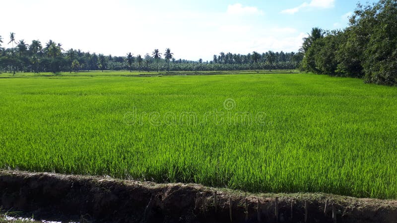 Rice Field with Newly Planted Crop Stock Photo - Image of crop, field ...