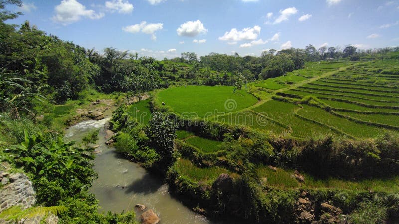 Rice field next to river stock photo. Image of rice - 278099906