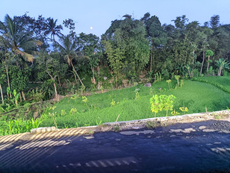 Rice field at night stock photo. Image of rice, green - 221993718