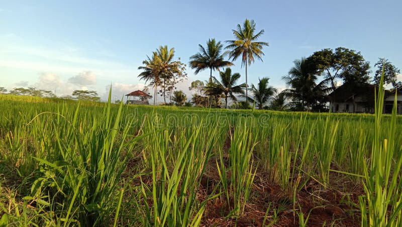Rice field in the noon stock image. Image of paddy, trees - 209090181