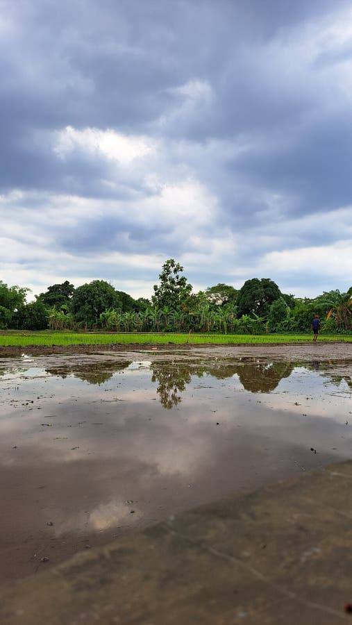 Rice Field at noon stock image. Image of skies, indonesia - 261840503