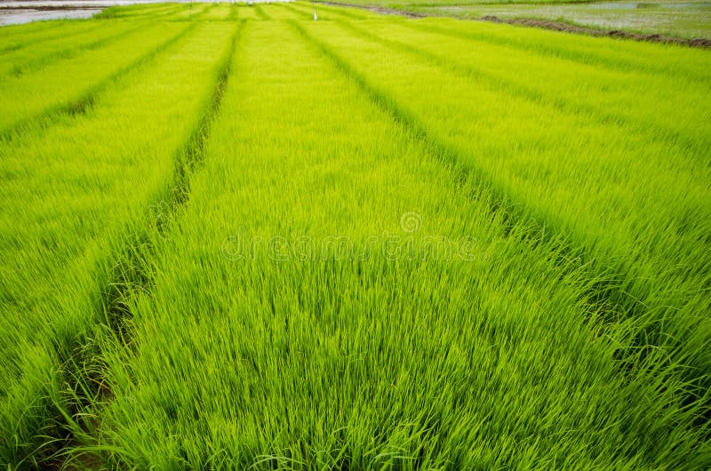 Rice field stock photo. Image of blue, farmland, scenery - 33844054