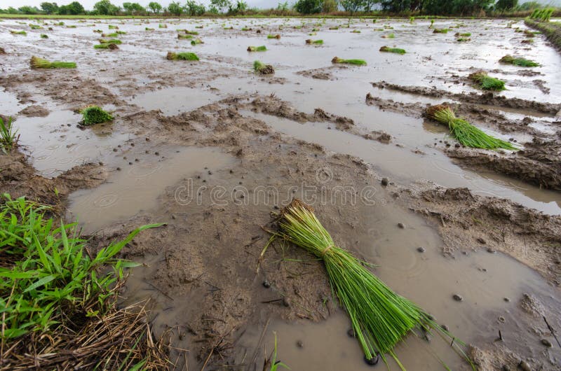 Rice field stock image. Image of lush, stems, flora, field - 33844137
