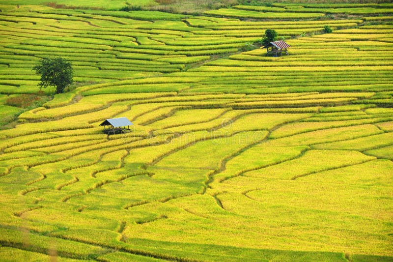 Rice field stock image. Image of traditional, field, nature - 55129503