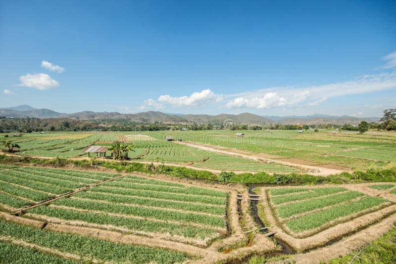 Rice field stock image. Image of field, cloud, spring - 68620113
