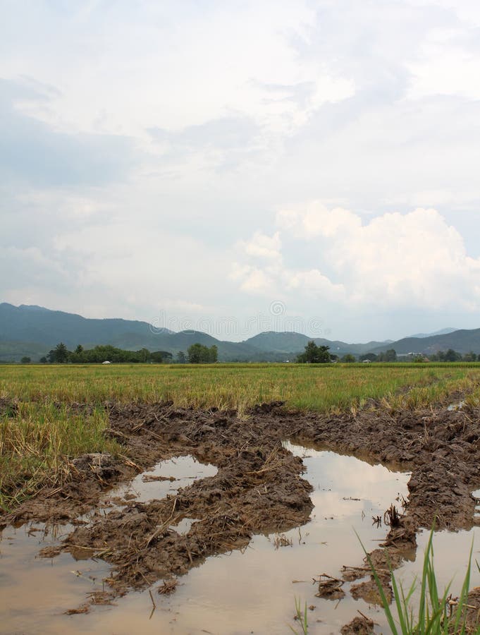 Rice field stock image. Image of clear, ground, climate - 42292045