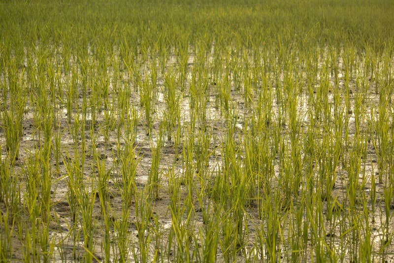 309 Rice Crop Stage Stock Photos - Free & Royalty-Free Stock Photos ...