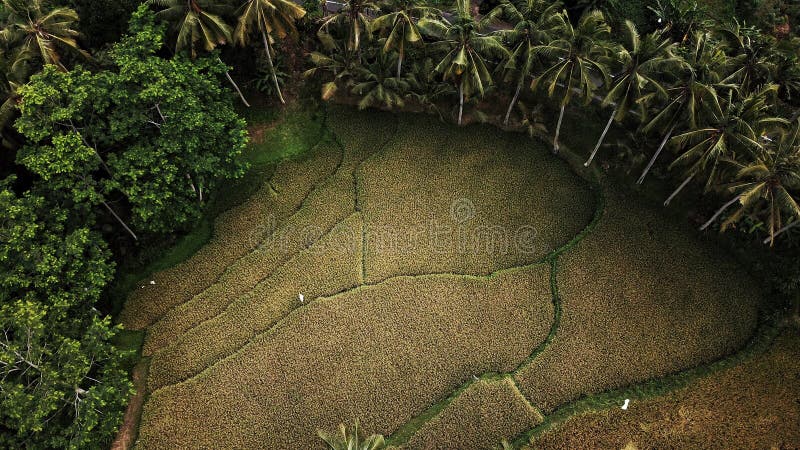 Rice Field stock photo. Image of bali, rice, field, canggu - 163346378