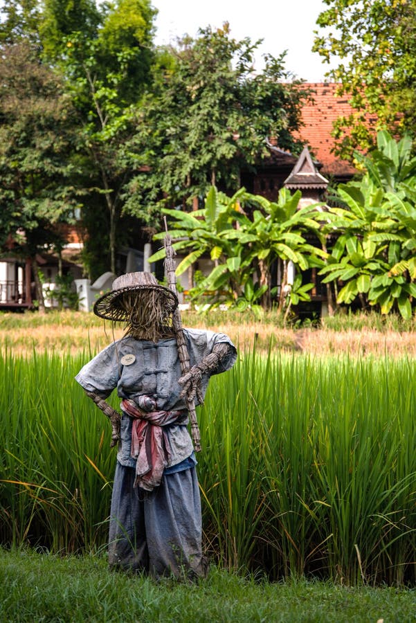 Rice field and scarecrow editorial photography. Image of water - 106586402