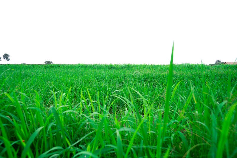 Rice Field Organic Farming of Nature Stock Image - Image of land ...