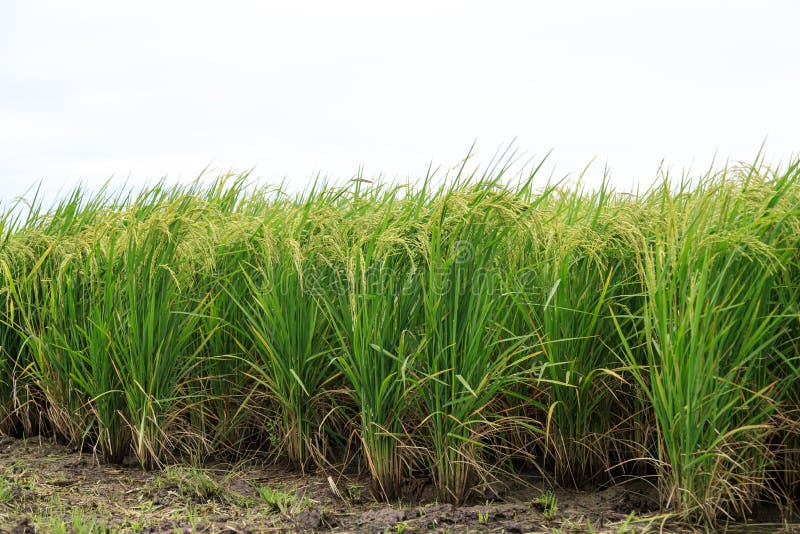 Rice Field Organic and Natural Concept Stock Image - Image of landscape ...