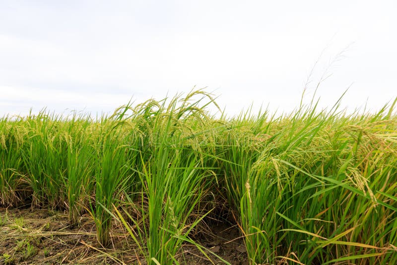Rice Field Organic and Natural Concept Stock Photo - Image of leaf ...