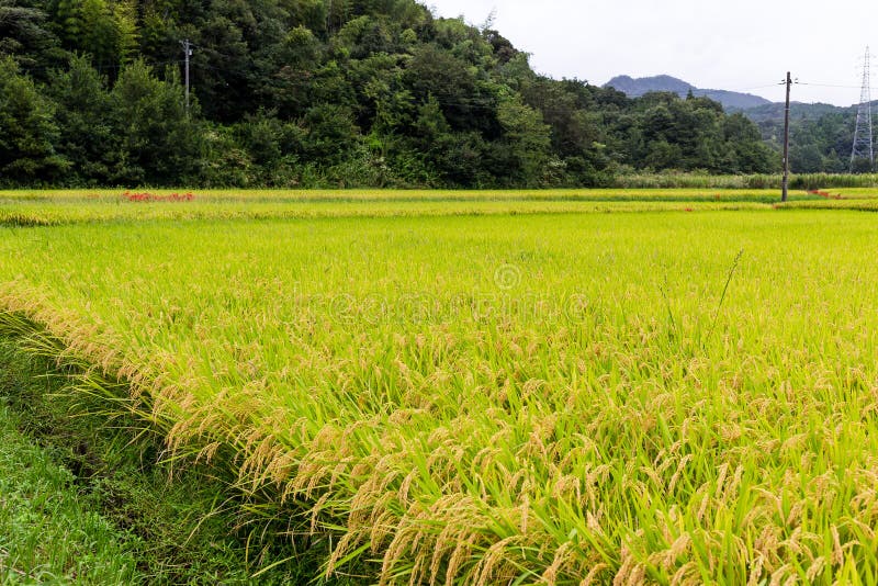 Rice field stock image. Image of colorful, outdoor, asia - 91897965