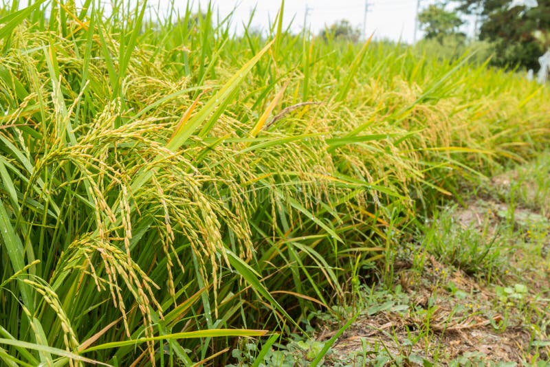 1,355 Good Paddy Stock Photos - Free & Royalty-Free Stock Photos from ...