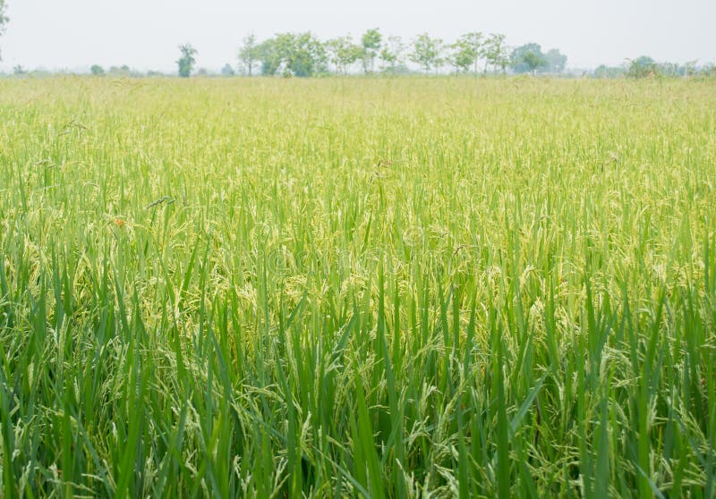 Rice field stock photo. Image of field, thailand, green - 39798872