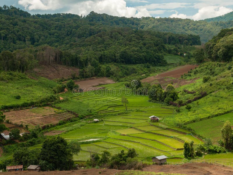 Rice Field or Paddy Field in the Green Valley Stock Image - Image of ...