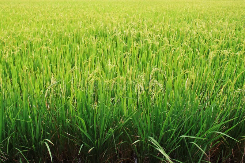 Rice field. stock image. Image of grass, wheatgrass, field - 51626331