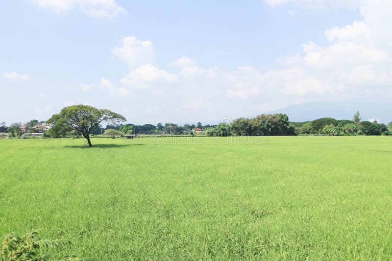 Rice Field , Paddy Field or Rice Plant and Sky Stock Image - Image of ...