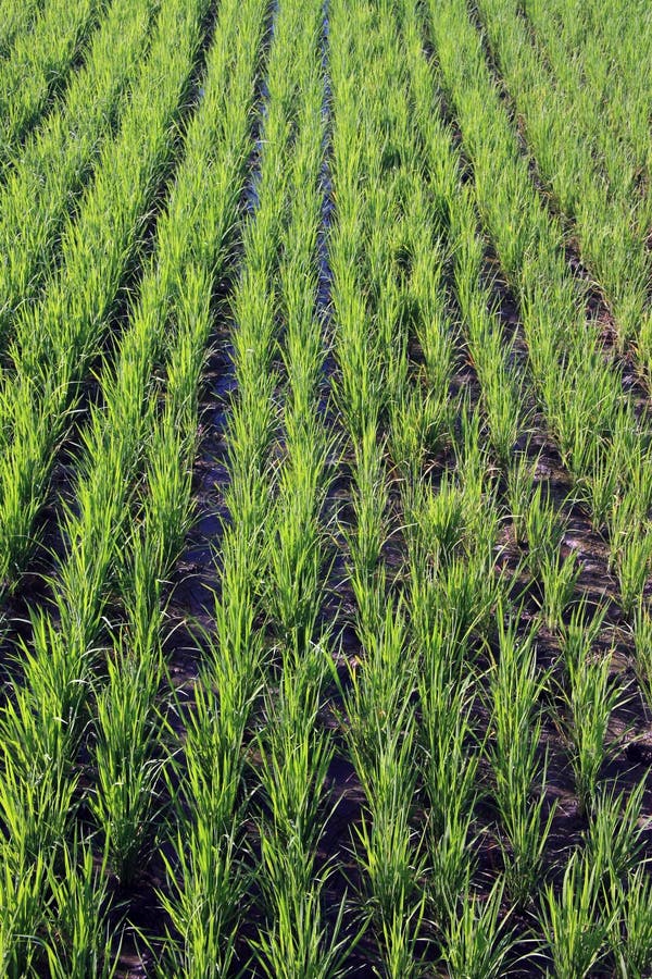 Dry paddy texture stock photo. Image of seed, agriculture - 204648416