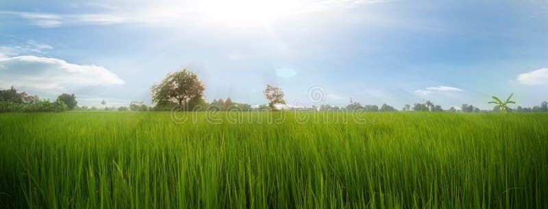 Rice field,panorama stock image. Image of crop, asian - 45651739