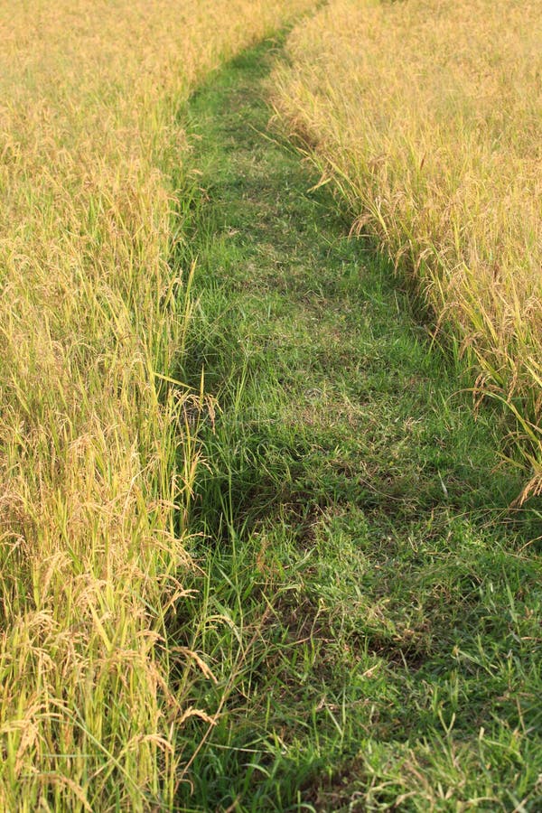 Rice Field Path in Sunshine Morning, an Giang, VietNam Stock Photo ...