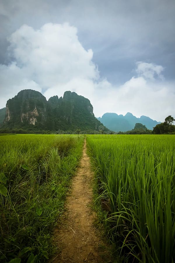 Rice Field Path stock image. Image of area, path, river - 41039715