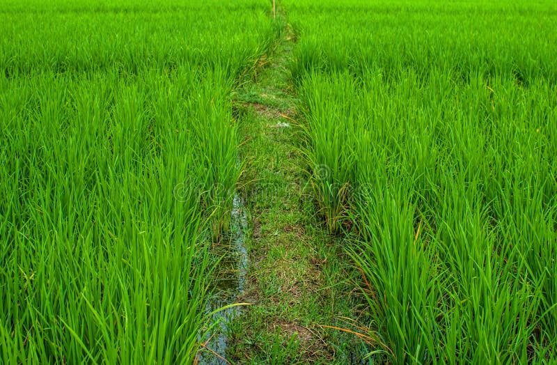 Rice field stock photo. Image of gardening, crop, landmark - 44822768