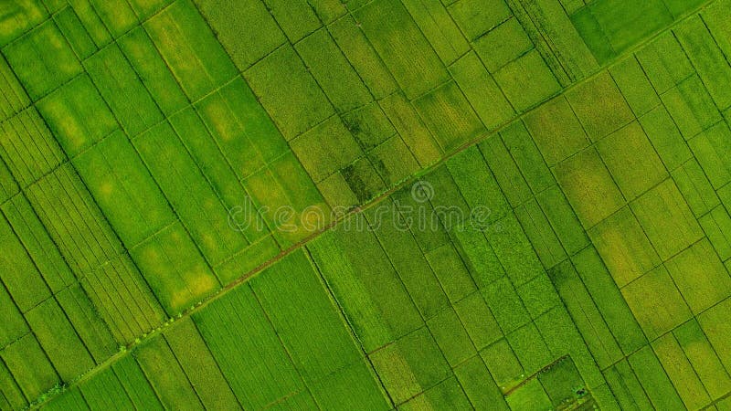 Rice Field Pattern 2 stock photo. Image of crop, rice - 209961996