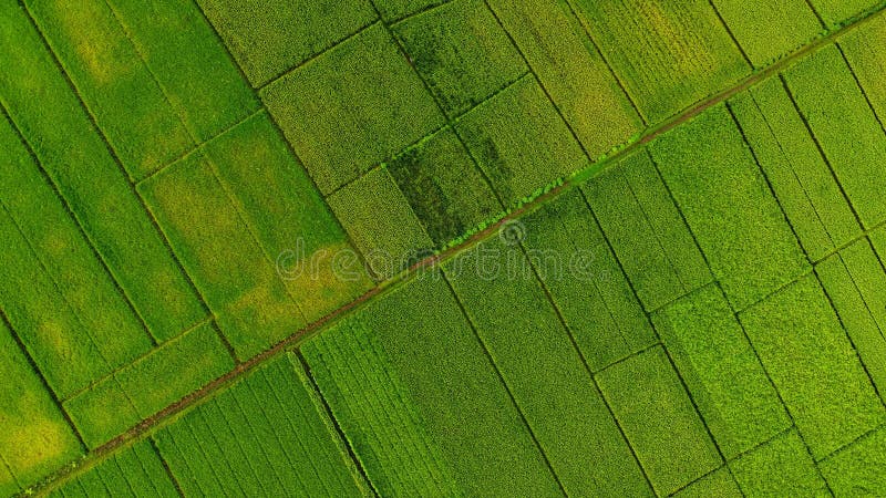 Rice Field Pattern 1 stock image. Image of agriculture - 209962133