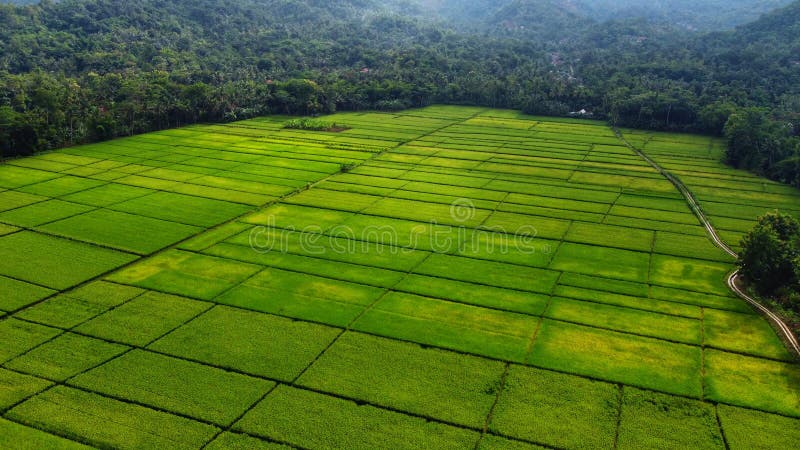 Rice Field Pattern 5 stock photo. Image of green, soil - 209962214
