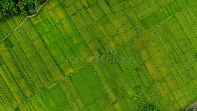 Rice Field Pattern 3 stock image. Image of crop, lawn - 209962323
