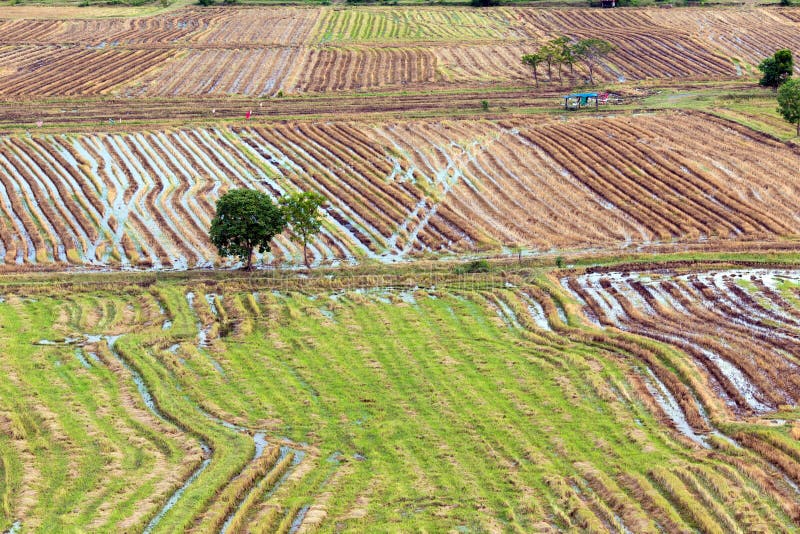 Rice field pattern stock image. Image of floodplain, rice - 33191129