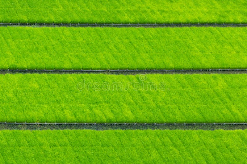 Rice Field Pattern, Green Background Wallpaper Stock Photo - Image of ...